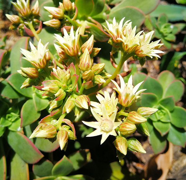 Aeonium Pinwheel (Aeonium Haworthii) - succies.com.au