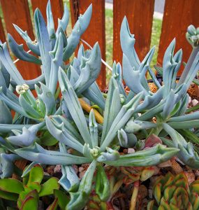 Senecio Trident Blue - Senecio - succies.com.au